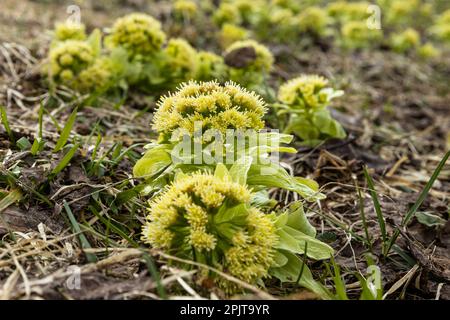Young butterbur sprout, Japanese "huki", wild vegetables in early ...