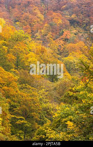 Deciduous forest near Mt. Kurikoma national park, with autumn leaves ...