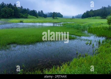 Evening marshes, Ozegahara marshlands, Oze national park, Hinoematamura ...