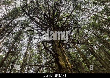 Giant cedar tree, forest of holy Mt. Buko, old cedars, Okumusashi ...