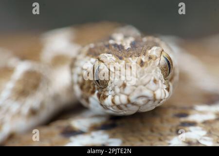 Closeup of Saw scaled viper (echis carinatus), satara maharashtra india ...