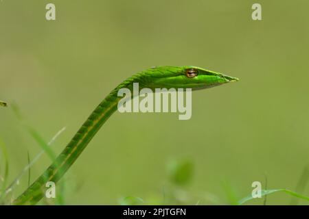 Long nose vine snake (Ahaetulla oxyruncha), satara maharashtra india (2 ...