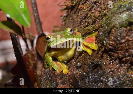 Malabar flying frog (Rhacophorus malabaricus), satara maharashtra india ...