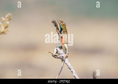 Sarada superba, the superb large fan-throated lizard, Chalakewadi ...