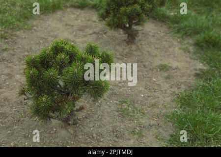 Newly planted young pine trees in park Stock Photo - Alamy