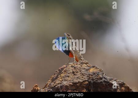 Sarada superba, the superb large fan-throated lizard, Chalakewadi ...