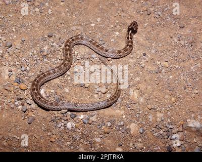 Streaked Kukri Snake (Oligodon taeniolatus), satara maahrashtra india ...