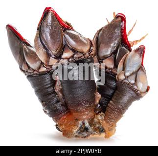 Raw goose barnacles close up isolated on white background Stock Photo ...