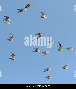 Flock of Golden plovers (Pluvialis apricaria) in flight cloudy sky ...