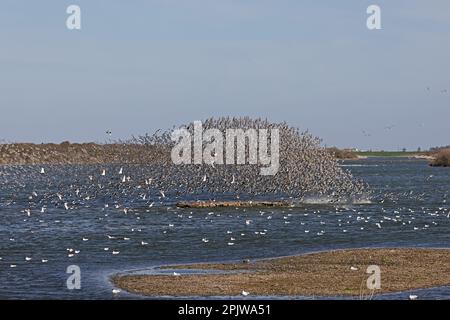Red Knot taking off at Snettisham RSPB Reserve Norfolk UK Stock Photo ...