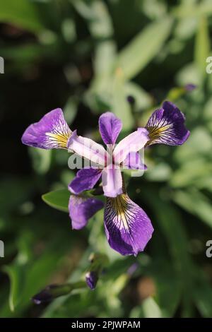 Beautiful common and typical midwest flowers growing in the morning ...