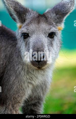 wallaroo, common wallaroo, euro, hill kangaroo (Macropus robustus), in ...