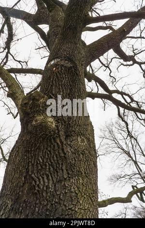 trees in Ujazdowski Park, Warsaw, Poland Stock Photo - Alamy