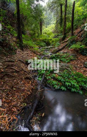 Small stream, Bunya Mountains National Park Queensland, Australia Stock ...