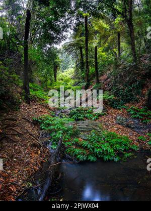 Small stream, Bunya Mountains National Park Queensland, Australia Stock ...
