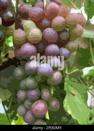 abstract bunch of grapes Stock Photo - Alamy