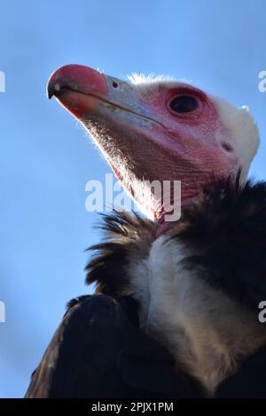 Makela the white face vulture in the Zoom naturalistic park in Pinerolo ...