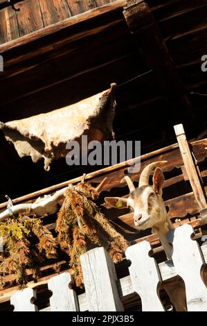 Barn with goats in the village of Guarda, Engadin, Switzerland Stock ...
