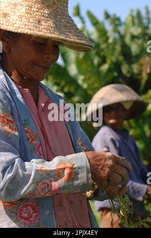 peanuts collector in Bali Stock Photo - Alamy