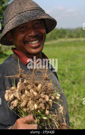 peanuts collector in Bali Stock Photo - Alamy