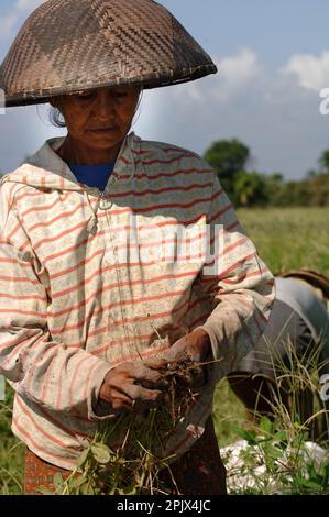 peanuts collector in Bali Stock Photo - Alamy