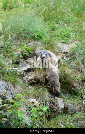 Marmot with its baby in a meadow during a walk from Chiareggio, a ...