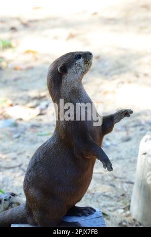 Otter held in captivity at ZOOM Safari Park Pinerolo, Turin Piedmont ...