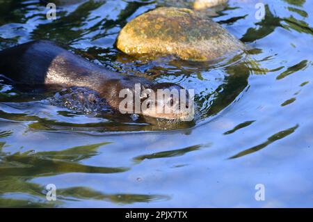 Otter held in captivity at ZOOM Safari Park Pinerolo, Turin Piedmont ...