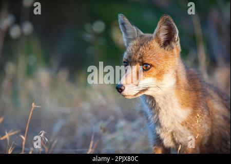 Red fox (Vulpes vulpes). Picture taken in the wilderness in Maremma ...
