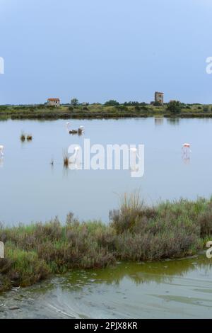 The real stars of the Cervia Salt Pans are the over 5,000 elegant pink ...
