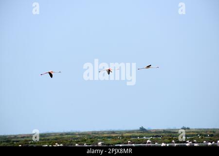 The real stars of the Cervia Salt Pans are the over 5,000 elegant pink ...