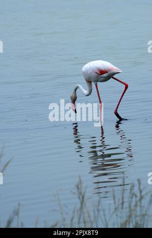 The real stars of the Cervia Salt Pans are the over 5,000 elegant pink ...