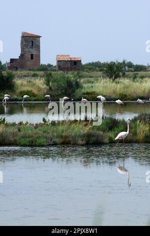 The real stars of the Cervia Salt Pans are the over 5,000 elegant pink ...