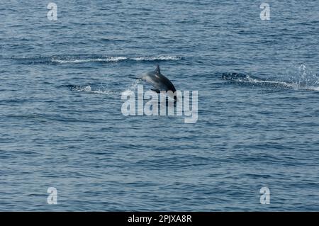 striped dolphin (Stenella coeruleoalba). Dolphin sighting, whale ...