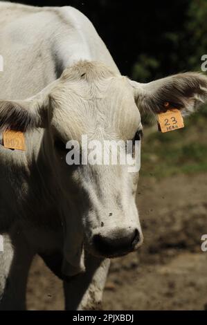 Breeding of Chianina beef at the Savigni farm in Sambuca Pistoiese di ...