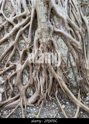 A tree root growing on a fossil at Windley Key Fossil Reef Geological ...