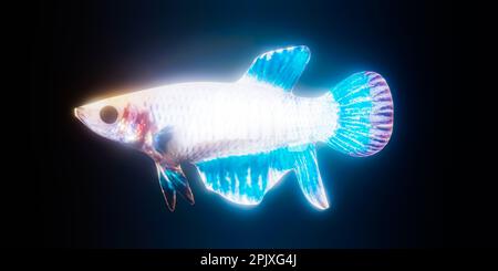 holographic fish isolated on black background 3d illustration Stock ...