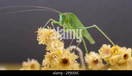 The common plate-wing (lat. Phaneroptera falcata) is a species of ...