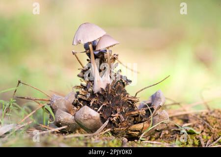 Mycena sp. I funghi del genere Mycena sono di piccole dimensioni e ...