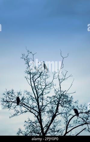 winter tree and crows standing on branches Stock Photo - Alamy