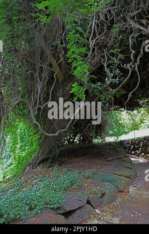 An immense Woody Liana Vine sprawling over a Monkeypod tree in the ...