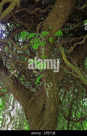 Monkeypod tree, Kauai, Hawaii, USA Stock Photo - Alamy