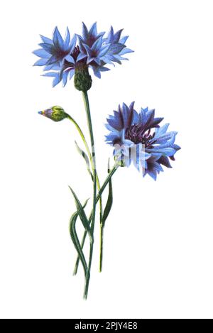 Antique illustration of a centaurea cyanus, also known as cornflower ...