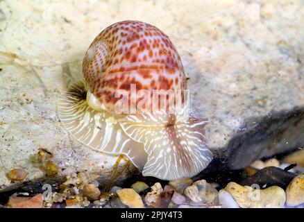 Naticarius hebraeus. Porto Conte, Alghero, Sardinia Stock Photo - Alamy
