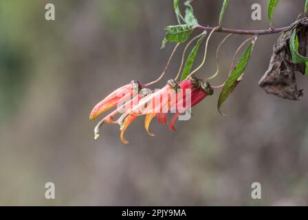 Flowers of Lobelia laxiflora in Chiapas state, Mexico Stock Photo - Alamy