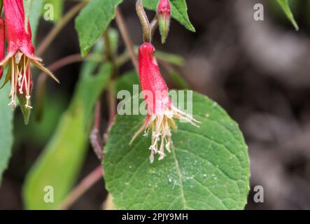 Flowers of Lobelia laxiflora in Chiapas state, Mexico Stock Photo - Alamy