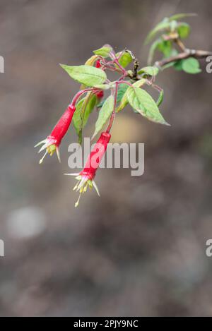 Flowers of Lobelia laxiflora in Chiapas state, Mexico Stock Photo - Alamy