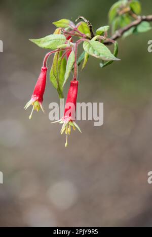 Flowers of Lobelia laxiflora in Chiapas state, Mexico Stock Photo - Alamy