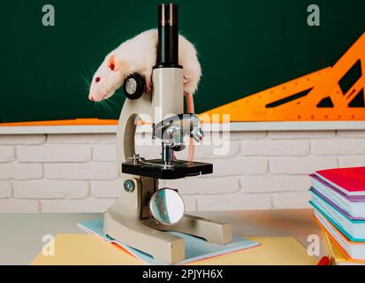 White test rat sitting on microscope, laboratory research. White ...