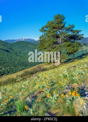 red mountain in helena national forest near rimini, montana Stock Photo ...